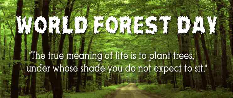 World Forest Day, Forest Day Quotes, Quotes About World Forest Day
