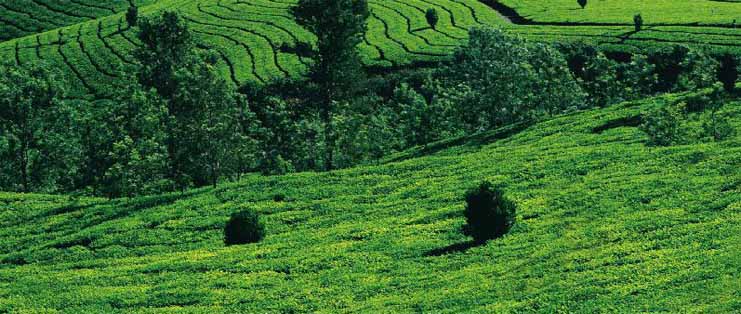 Munnar | Munar - Tourism Destination, Travelling South India, Temples ...